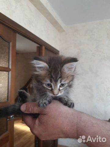 Двухмесячный котенок- девочка