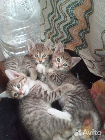 Котята мальчик и девочка ждут своих родителей