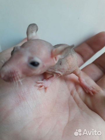 Крыса сфинкс