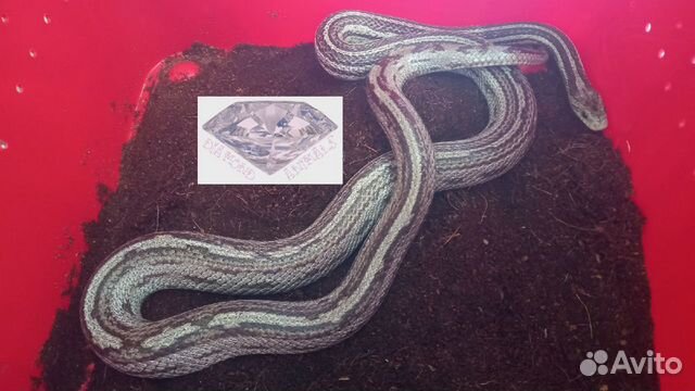 Маисовый полоз самка