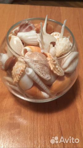 Океанские ракушки