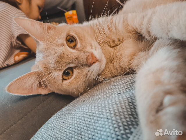 Отдам кота