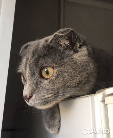 Шотландская вислоухая кошка
