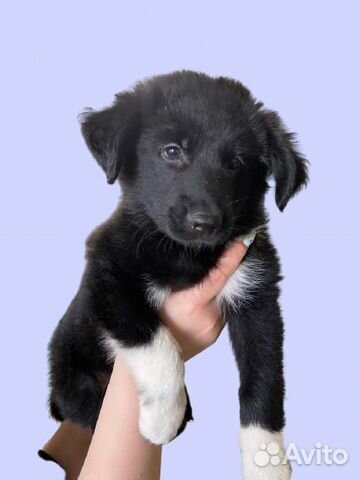 Лапоток, щенок 2 мес