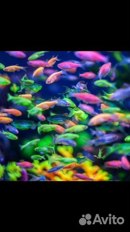 Аквариумные рыбки Данио