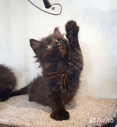 Чёрные пушистые котята, 1,5 мес