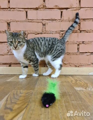 Невероятно ласковая кошечка Мия