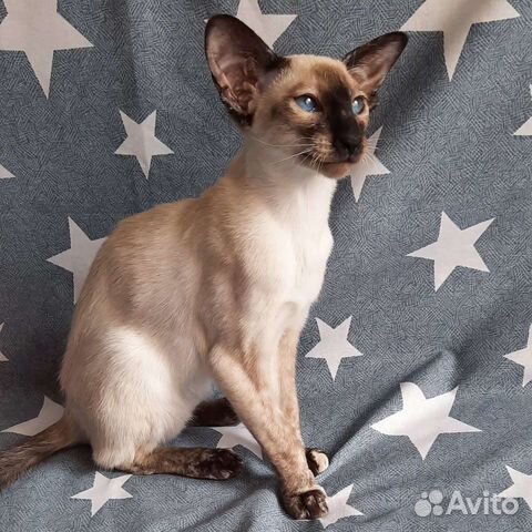 Ориентальная кошка