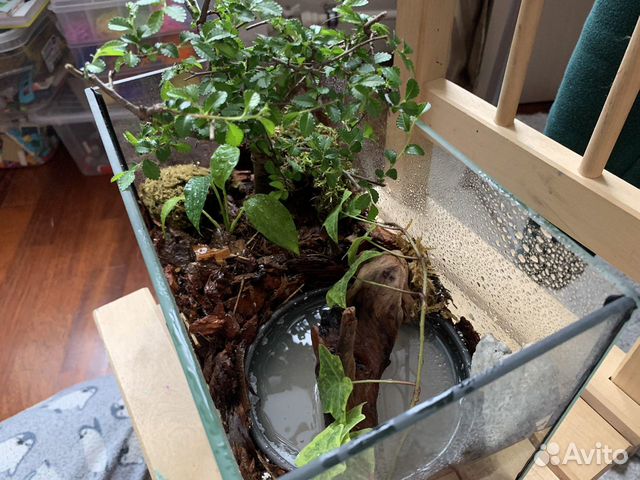 Террариум с крабами