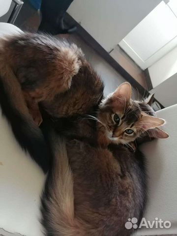Сомалийский котёнок мальчик