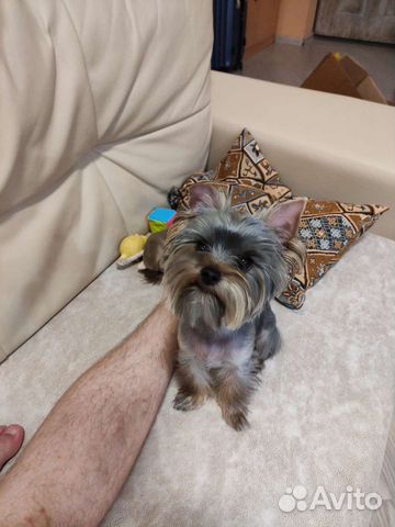 Йоркширский терьер