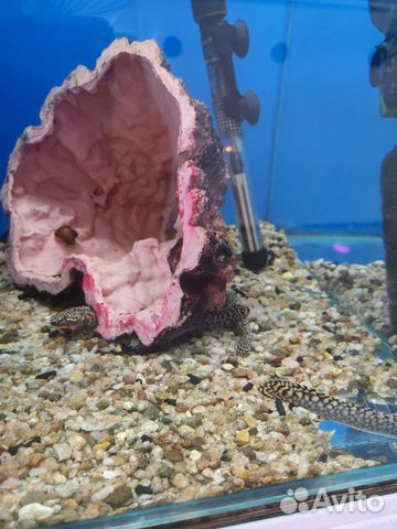 Полиптерус орнатипинис