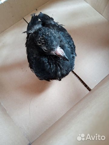 Птенец голубя