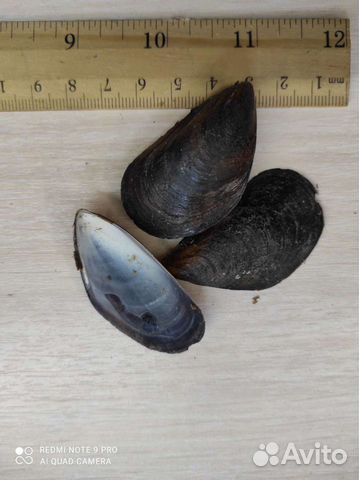 Ракушка мидия