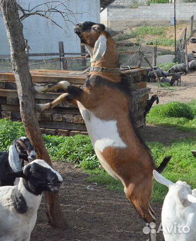 Козлы на племя