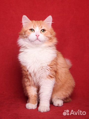 Кот Хлебушек ищет дом, в добрые руки