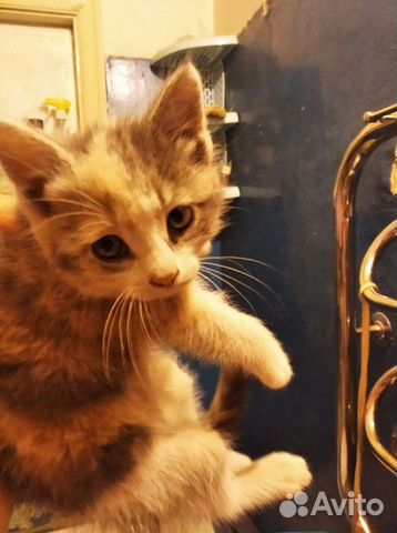 Котенок ищет дом