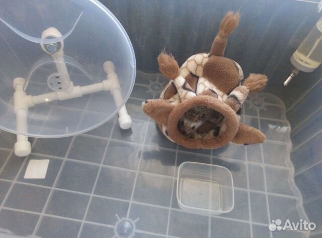 Ёжиха и все для нее