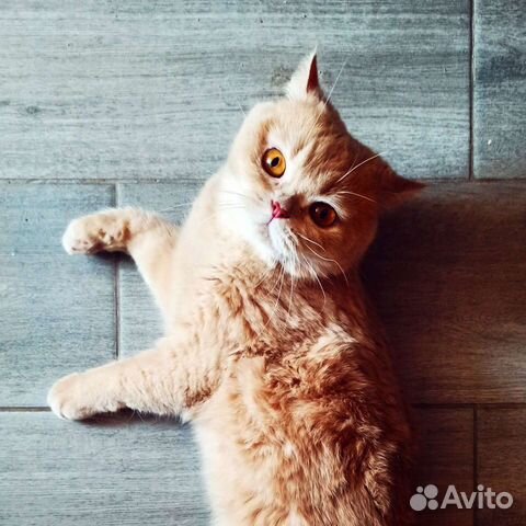 Кошка экзот