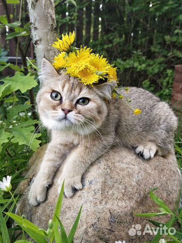 Шотландский котик