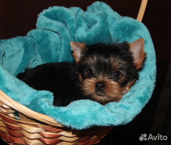 Детки йорки с документами РКФ