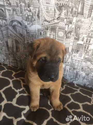 Щенки шарпея