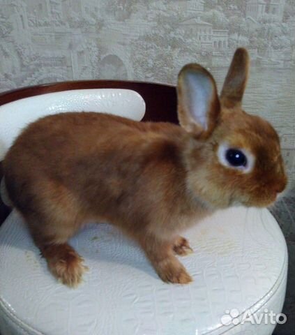 Кролик карликовый сатиновый