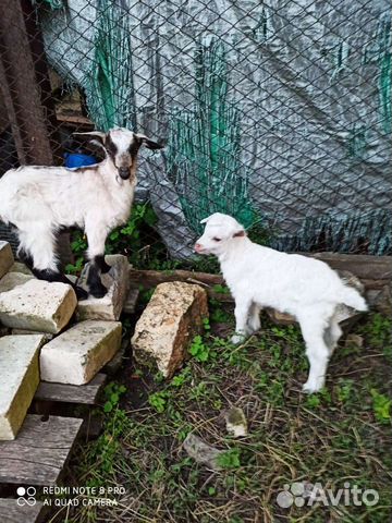 Козлята козлики