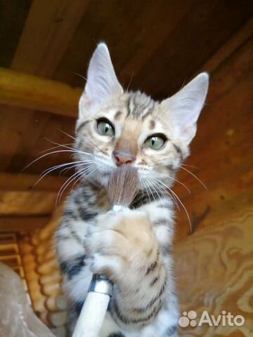 Бенгальские котята