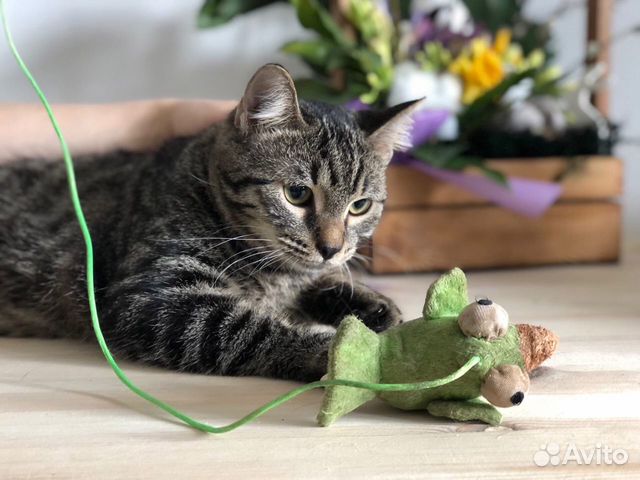 Пуговка ищет дом