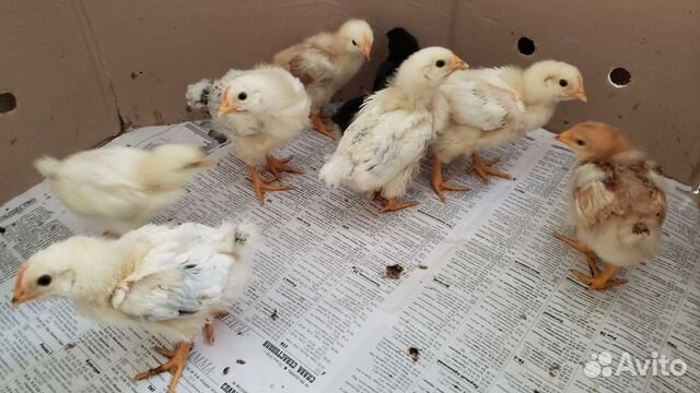 Цыплята