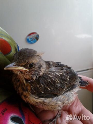 Отдам даром Дрозда рябиника