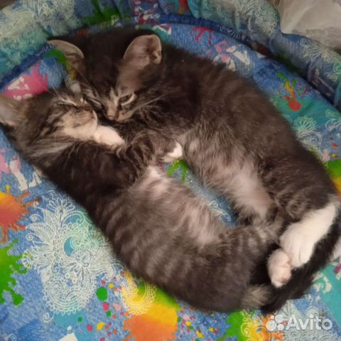 Котята, брат и сестричка, 1.5 месяца