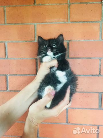 Пять котят из сарая, которые чудом выжили