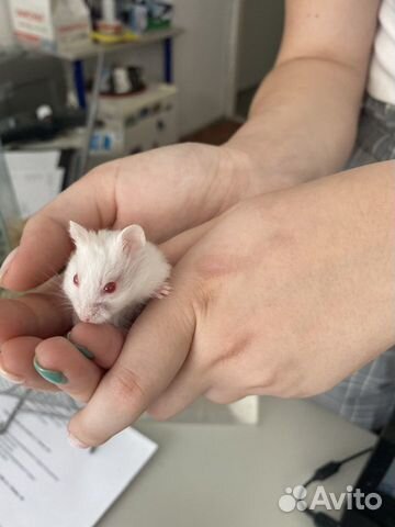 Отдадим маленьких джунгарских хомяков