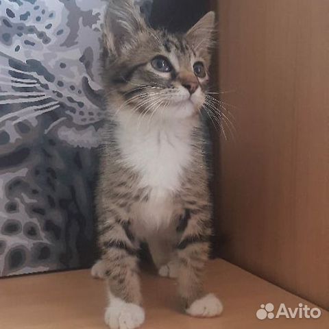 Котенку нужна семья, 2,5 мес (сейчас на передержке