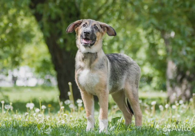 Щенок в добрые руки бесплатно