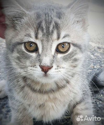 Красивый котëнок ждет хозяев