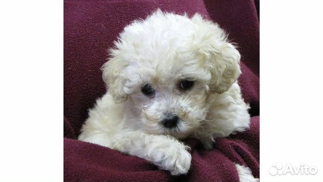 Той пудель мальчик белый