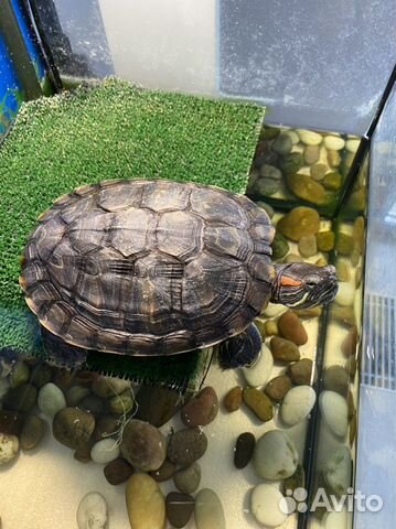 Красноухая черепаха