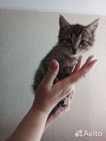 Кошка