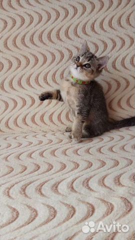 Британский котенок