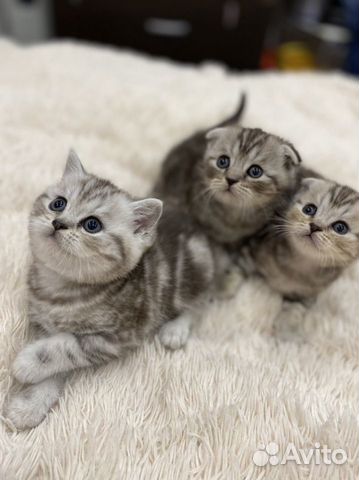 Шотландские котята