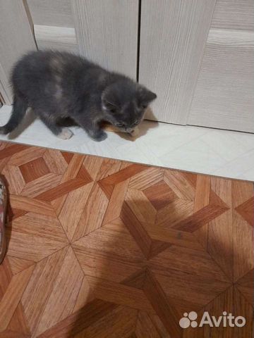 Кошки в добрые руки бесплатно