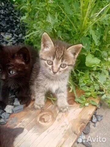 Котята помесь