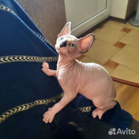 Продам мальчика канадского сфинкса