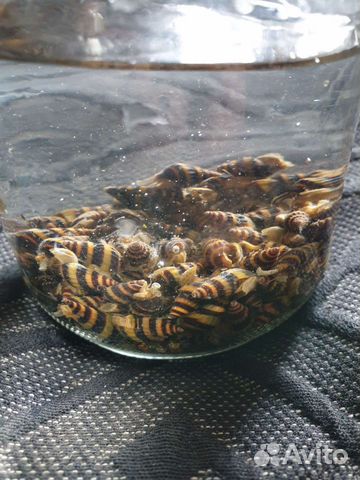 Улитка хелена