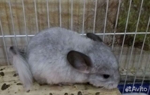 Шиншилла, шиншиллята