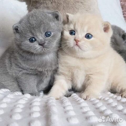 Британские чистокровные медвежата