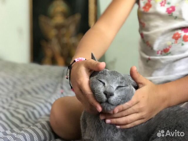 Продаются котята русской голубой